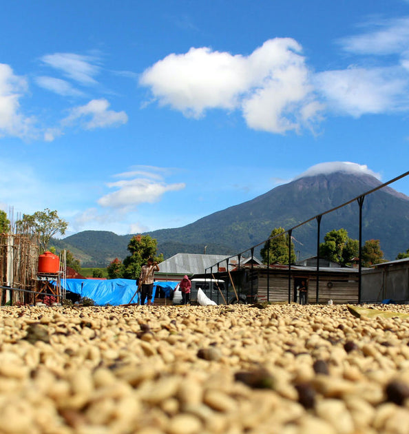 Highlighting Coffee from Indonesia – Bassline Coffee