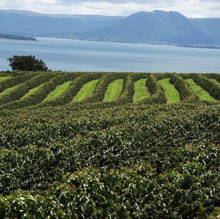 Counterpoint Blend | Brazil & Colombia | Dark Roast Coffee – Bassline ...